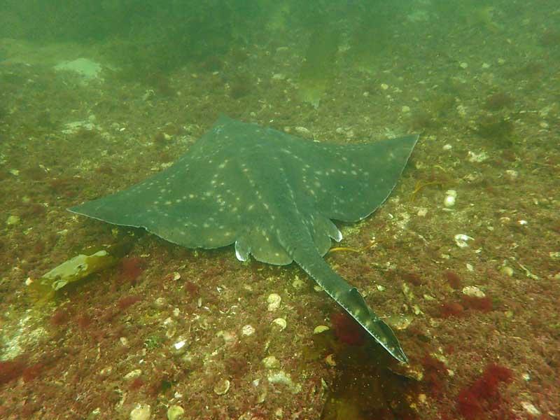 Der Glattrochen - Verschollen oder ausgestorben? | Wanderfreak